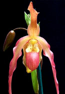 Phragmipedium Orchid List