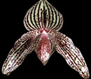 Paphiopedilum Orchid List 3